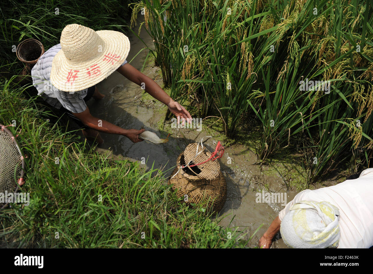 Liping, China's Guizhou Province. 11th Sep, 2015. Villagers catch fish ...