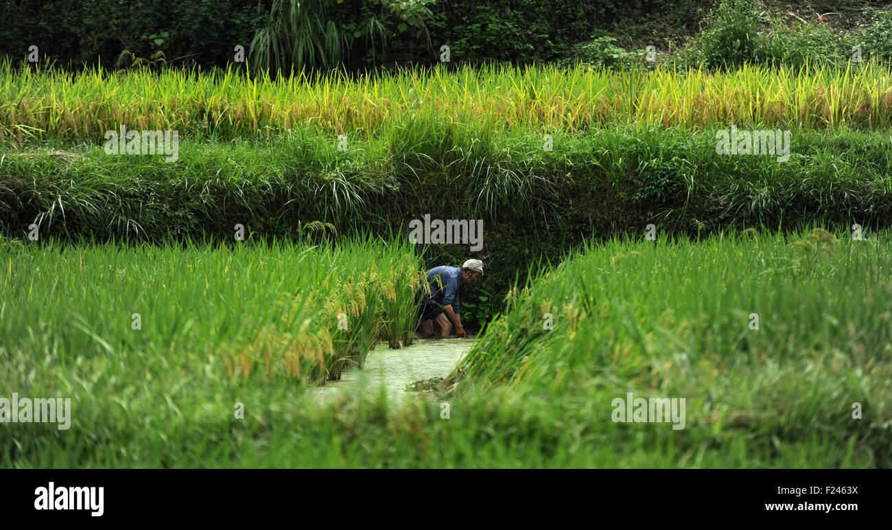 Liping, China's Guizhou Province. 11th Sep, 2015. A villager catches ...