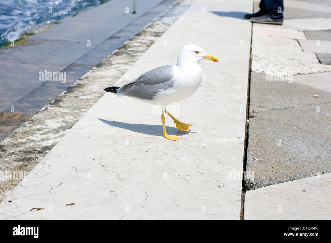 Seagull on a pier hi-res stock photography and images - Alamy