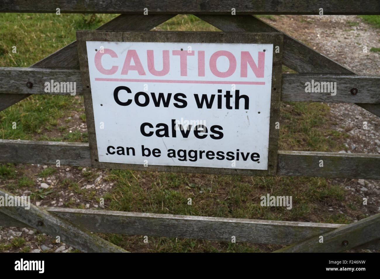 A sign on a farm gate which says CAUTION: Cows with calves can ...