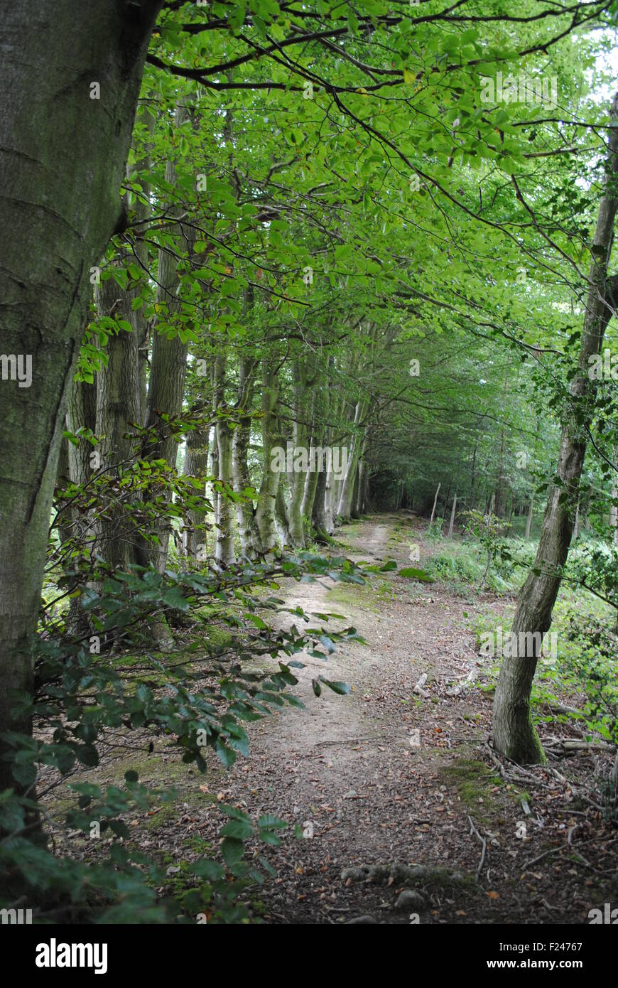 Pathway nature hi-res stock photography and images - Alamy