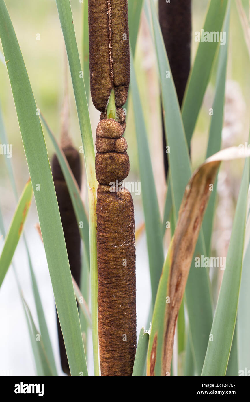 common cattail - great reedmace Stock Photo - Alamy