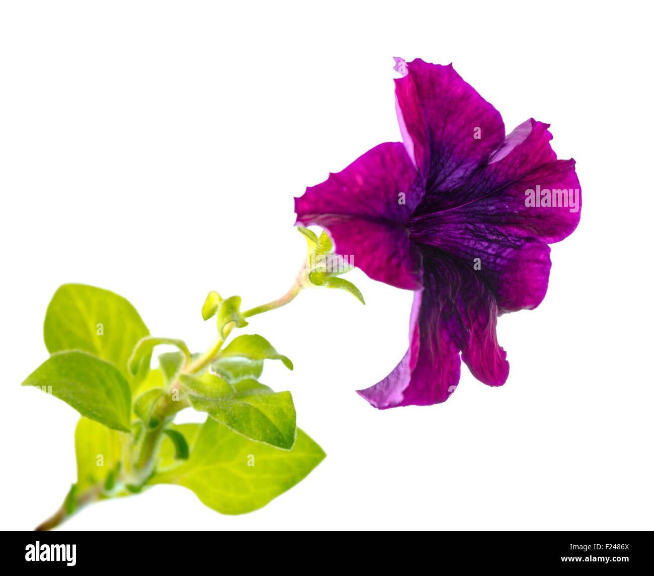 blooming lilac petunia flower is isolated on white background Stock ...