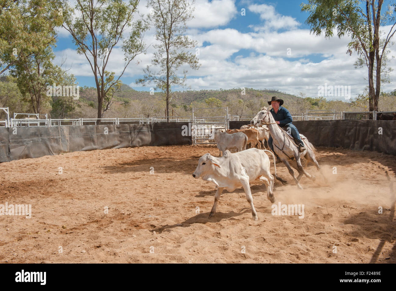 Man and cattle during the campdraft, taking place in late July at the ...