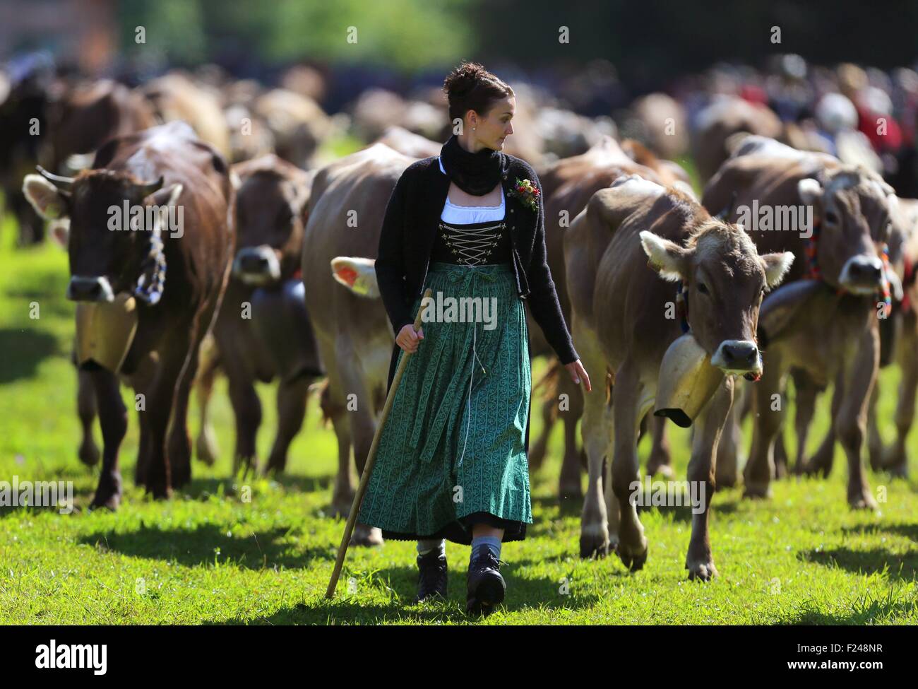 Bad Hindelang, Germany. 11th Sep, 2015. Shepherds lead a cowtrain down ...