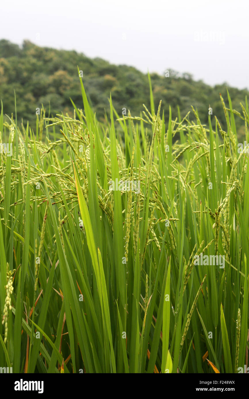Monsoon india farm hi-res stock photography and images - Alamy