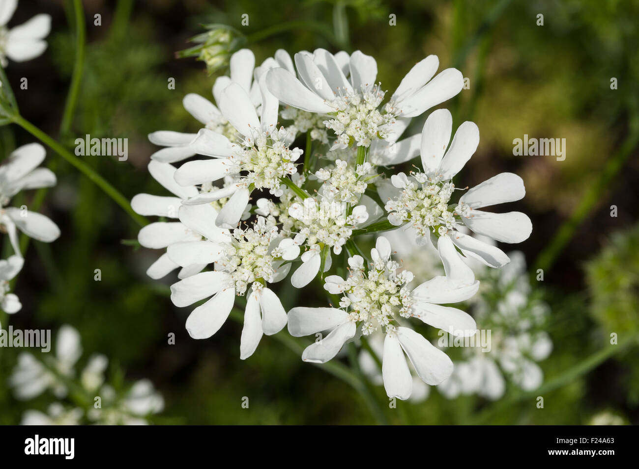 White lace flower orlaya grandiflora hi-res stock photography and ...