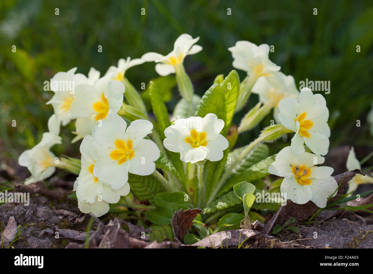 Common primrose, English primrose, Stängellose Schlüsselblume, Primel ...