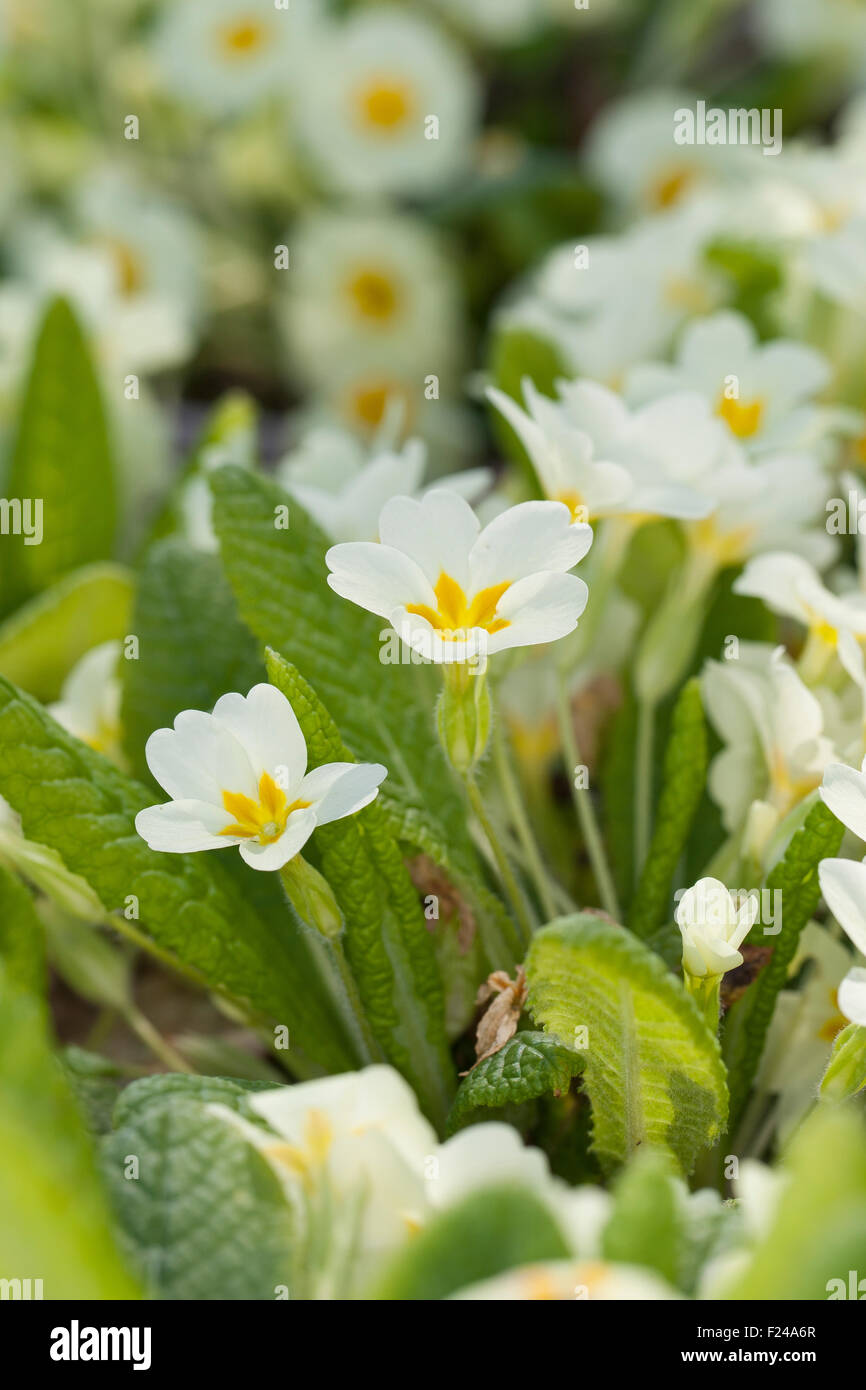 Primrose primula vulgaris hi-res stock photography and images - Alamy