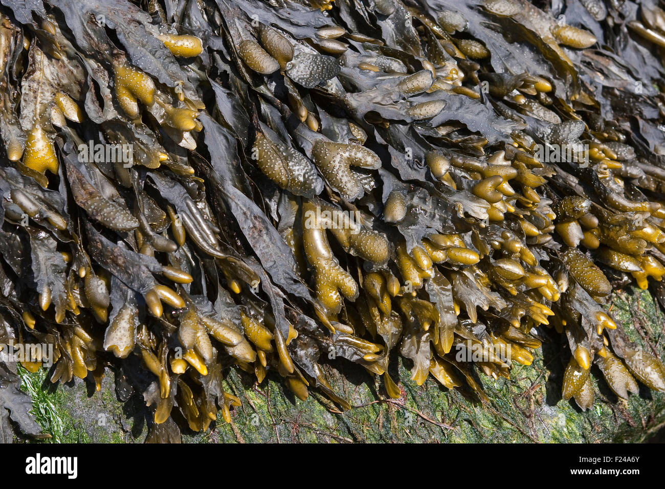 Spiral wrack, flat wrack, Jelly bags, Spiraled Wrack, Spiraltang ...