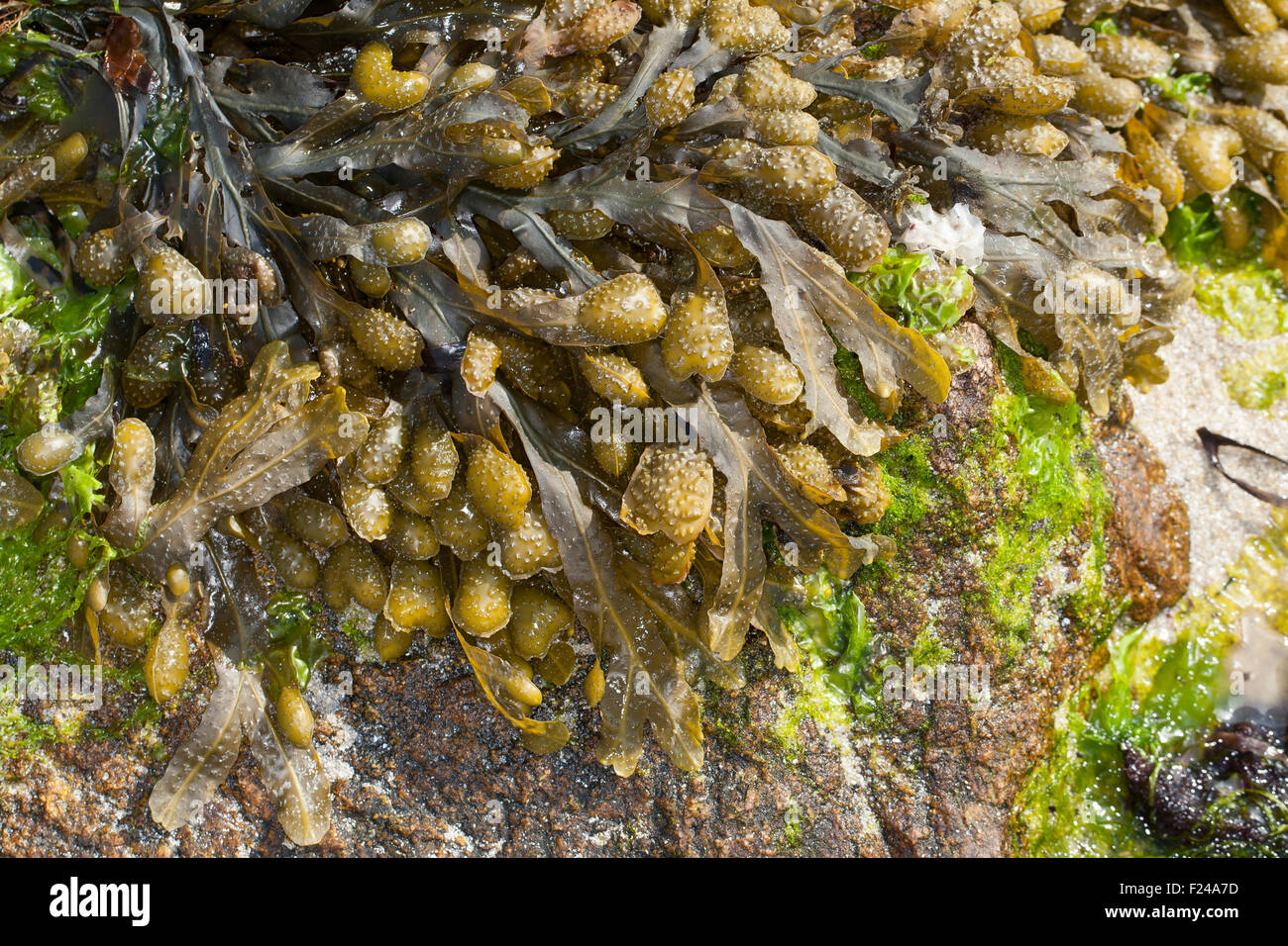 Spiral wrack, flat wrack, Jelly bags, Spiraled Wrack, Spiraltang ...