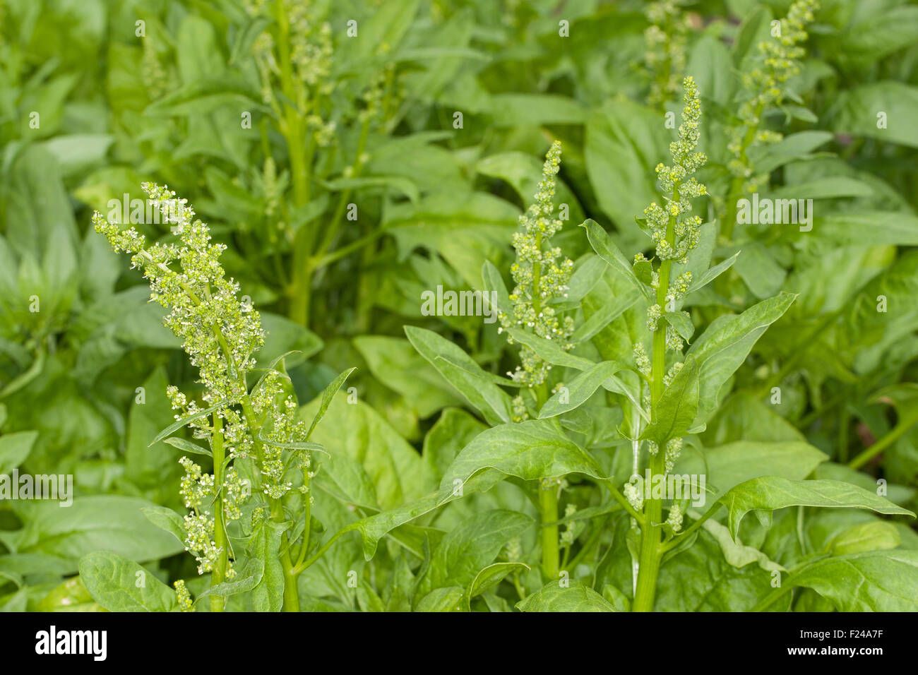 Spinach, Echter Spinat, Gemüsespinat, Gartenspinat, Gemüse-Spinat ...