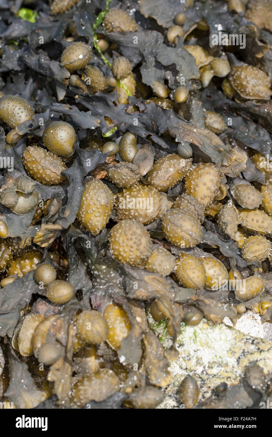 Spiral wrack, flat wrack, Jelly bags, Spiraled Wrack, Spiraltang ...