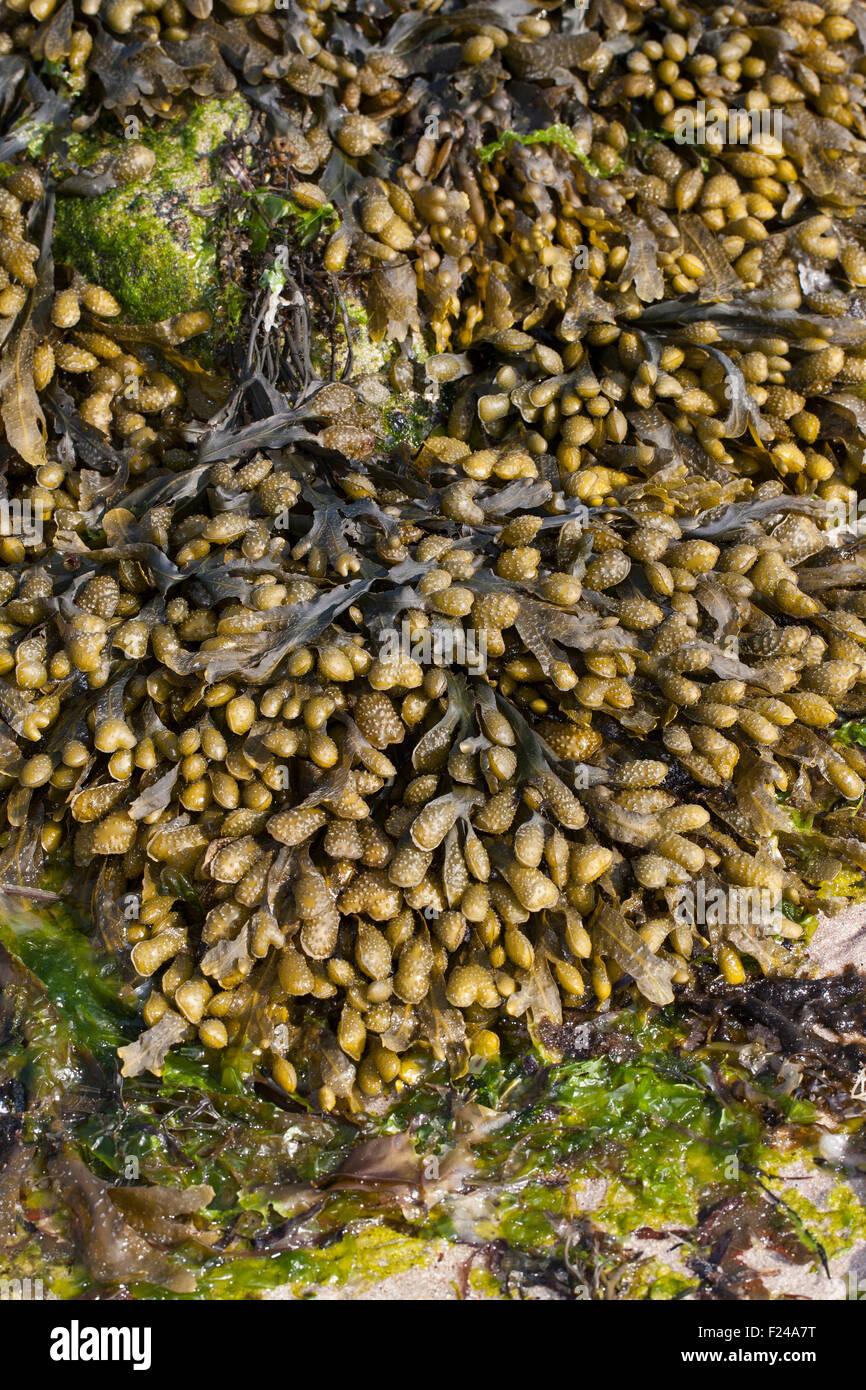 Spiral wrack, flat wrack, Jelly bags, Spiraled Wrack, Spiraltang ...