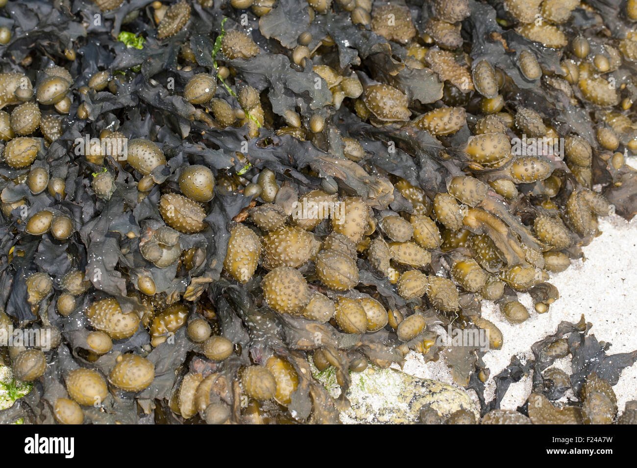 Spiral wrack, flat wrack, Jelly bags, Spiraled Wrack, Spiraltang ...