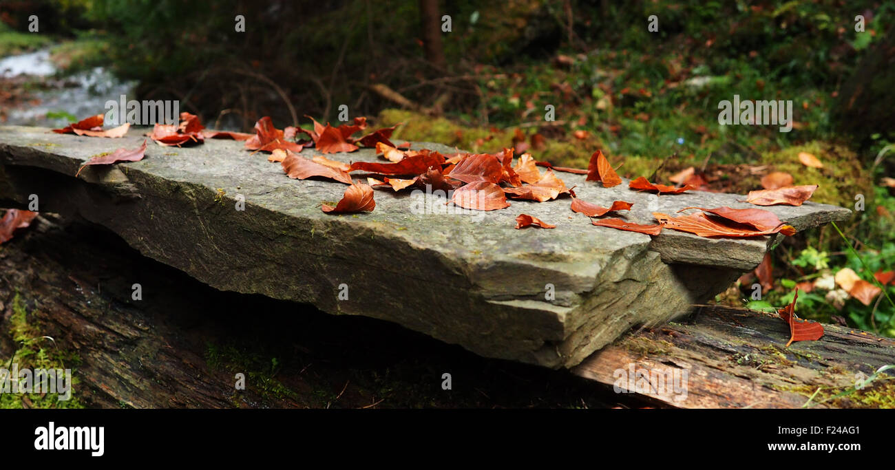 Autumn leaves on rock Stock Photo - Alamy