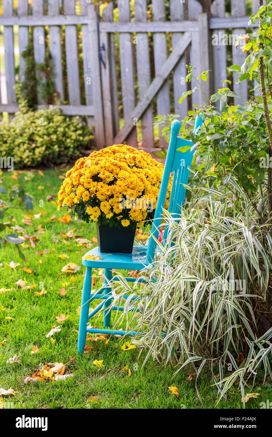 A pretty yellow garden mum on a turquoise blue chair in the home garden ...