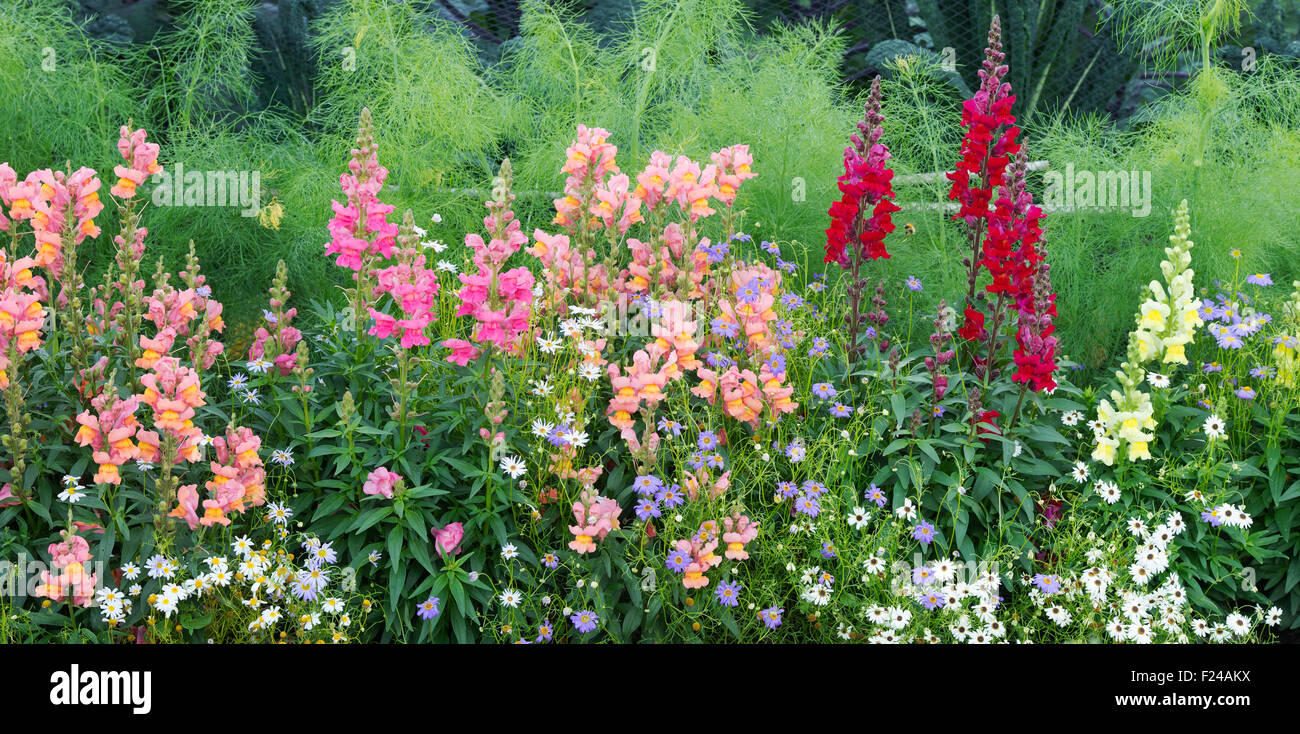 Antirrhinum majus. Snapdragon flowers in a garden border. Harmony ...