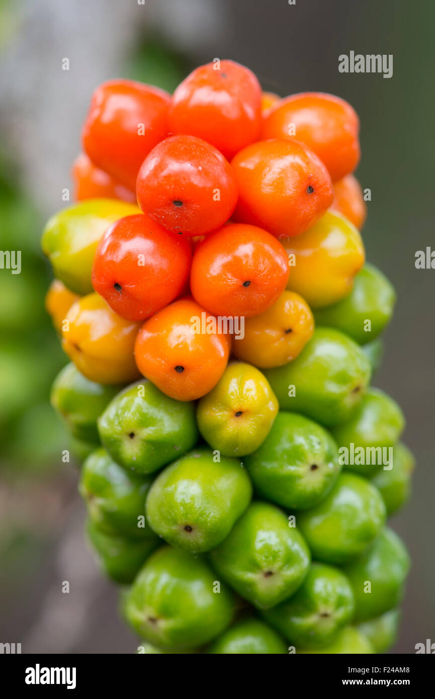 Red berries arum poisonous hi-res stock photography and images - Alamy