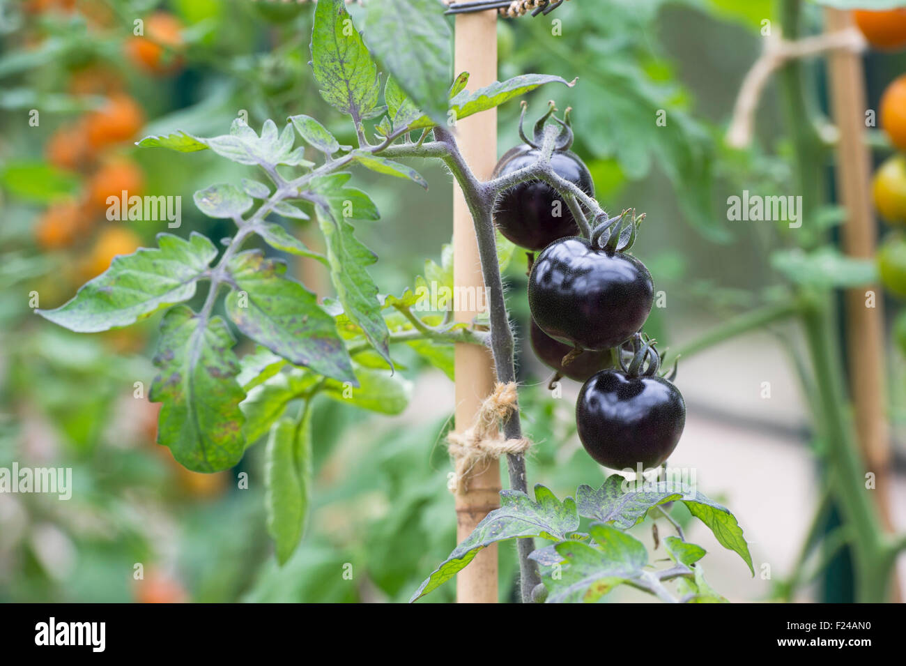 Solanum lycopersicum. Black Tomato Indigo Rose ripening on the vine ...