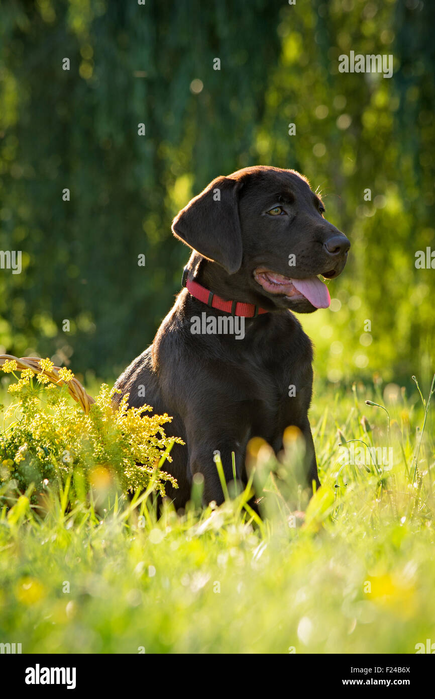 puppy brown labrador Stock Photo - Alamy