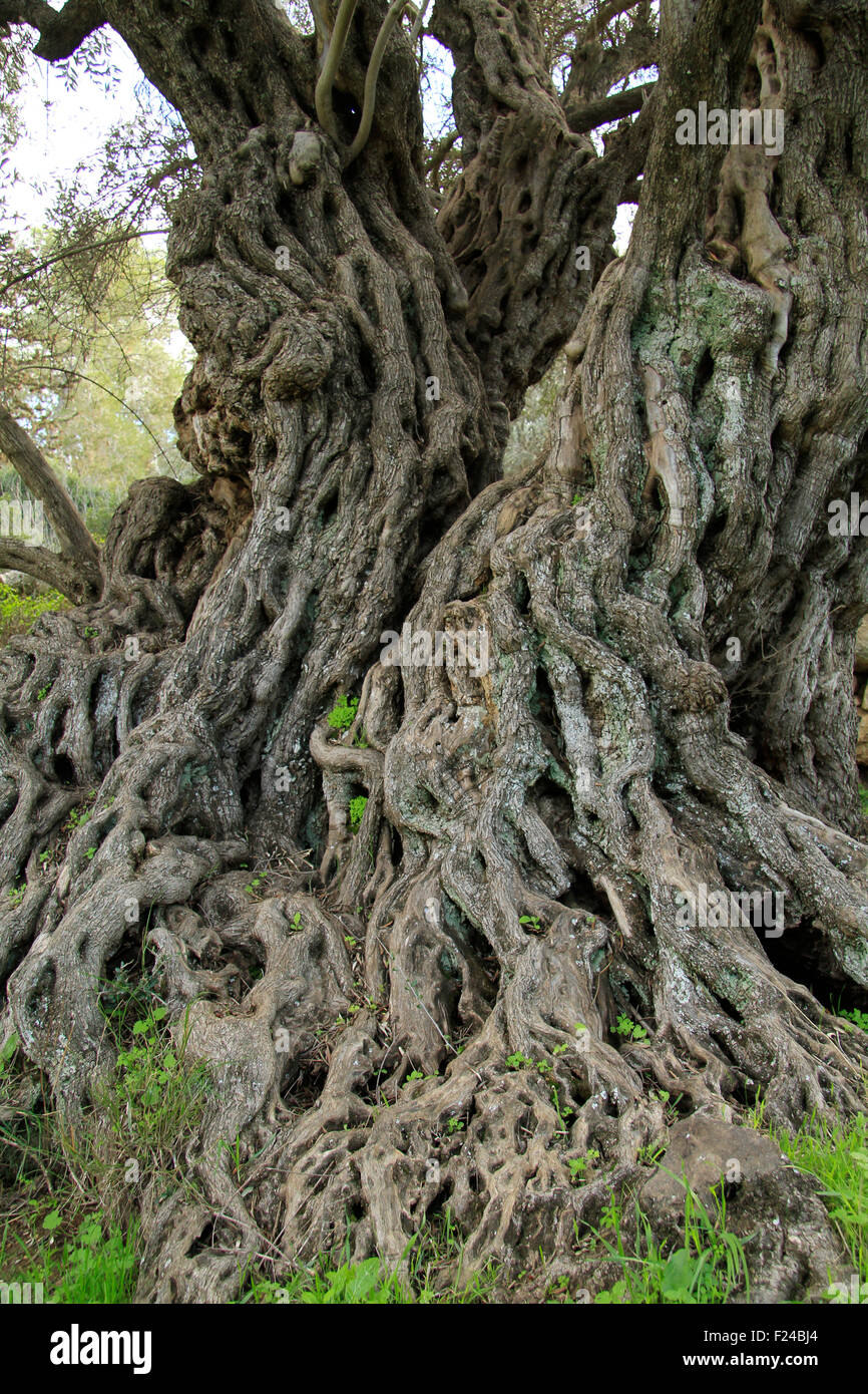 Israel, Shephelah, the ancient Olive tree in Bet Gemel Stock Photo - Alamy