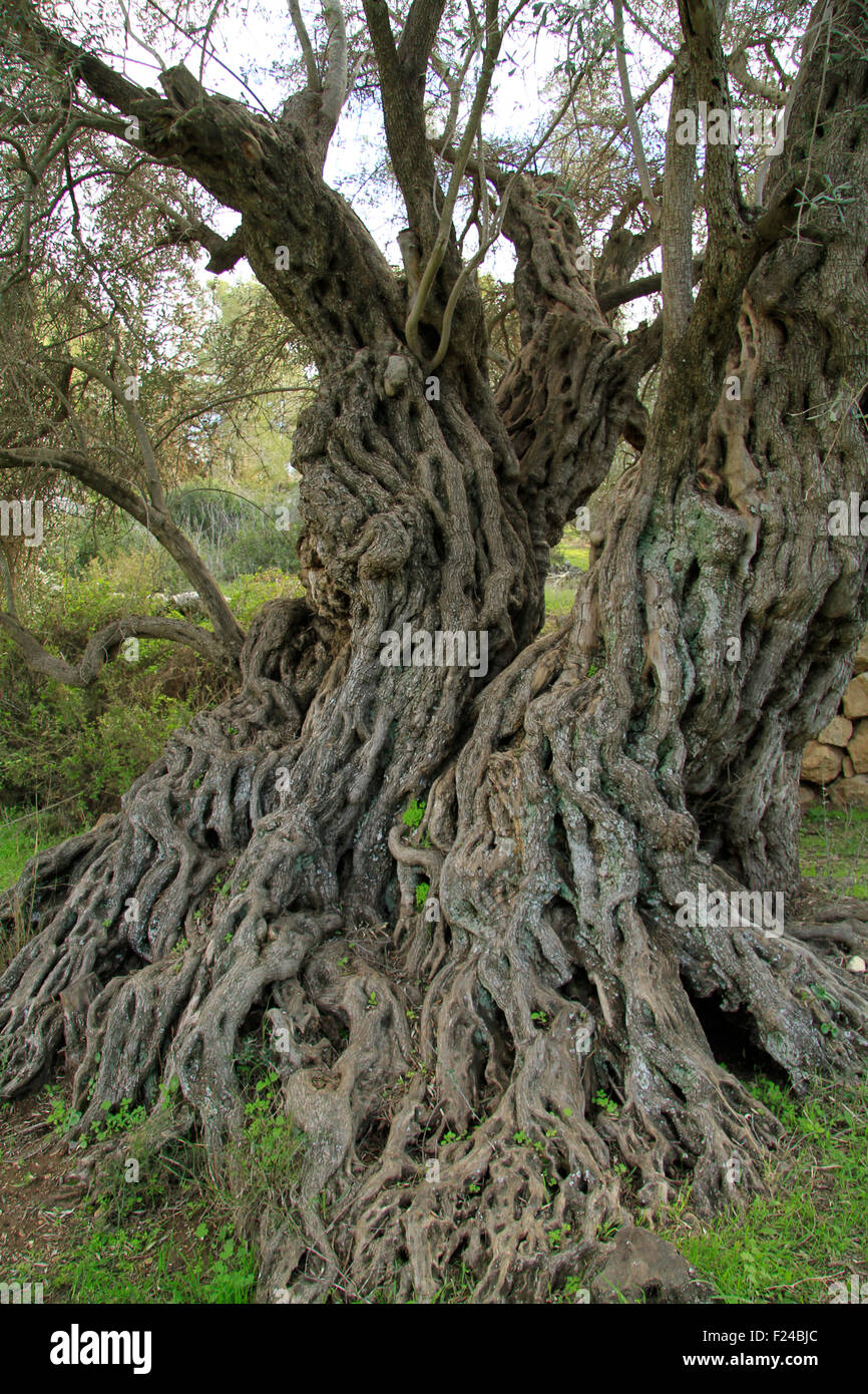 Gemel hi-res stock photography and images - Alamy