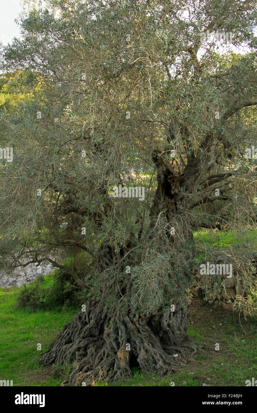 Israel, Shephelah, the ancient Olive tree in Bet Gemel Stock Photo - Alamy