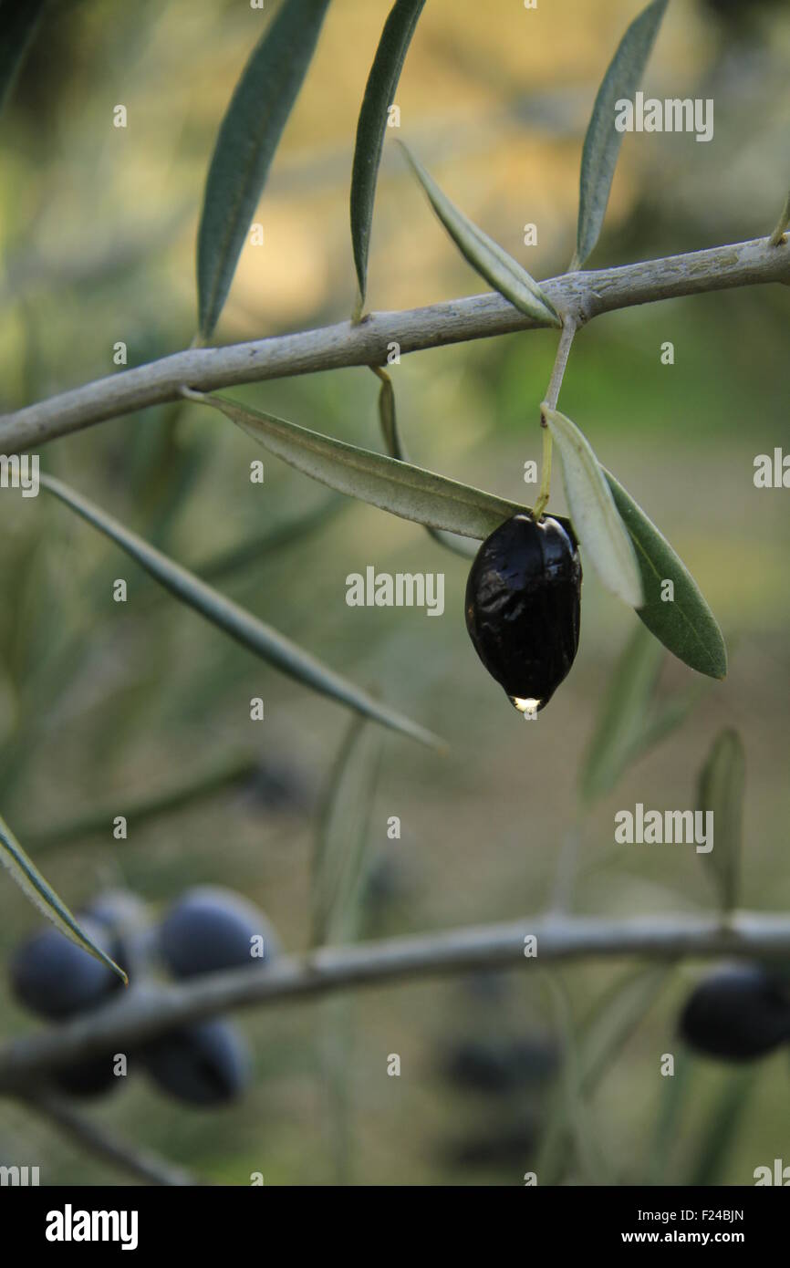 Drop in the tree hi-res stock photography and images - Alamy