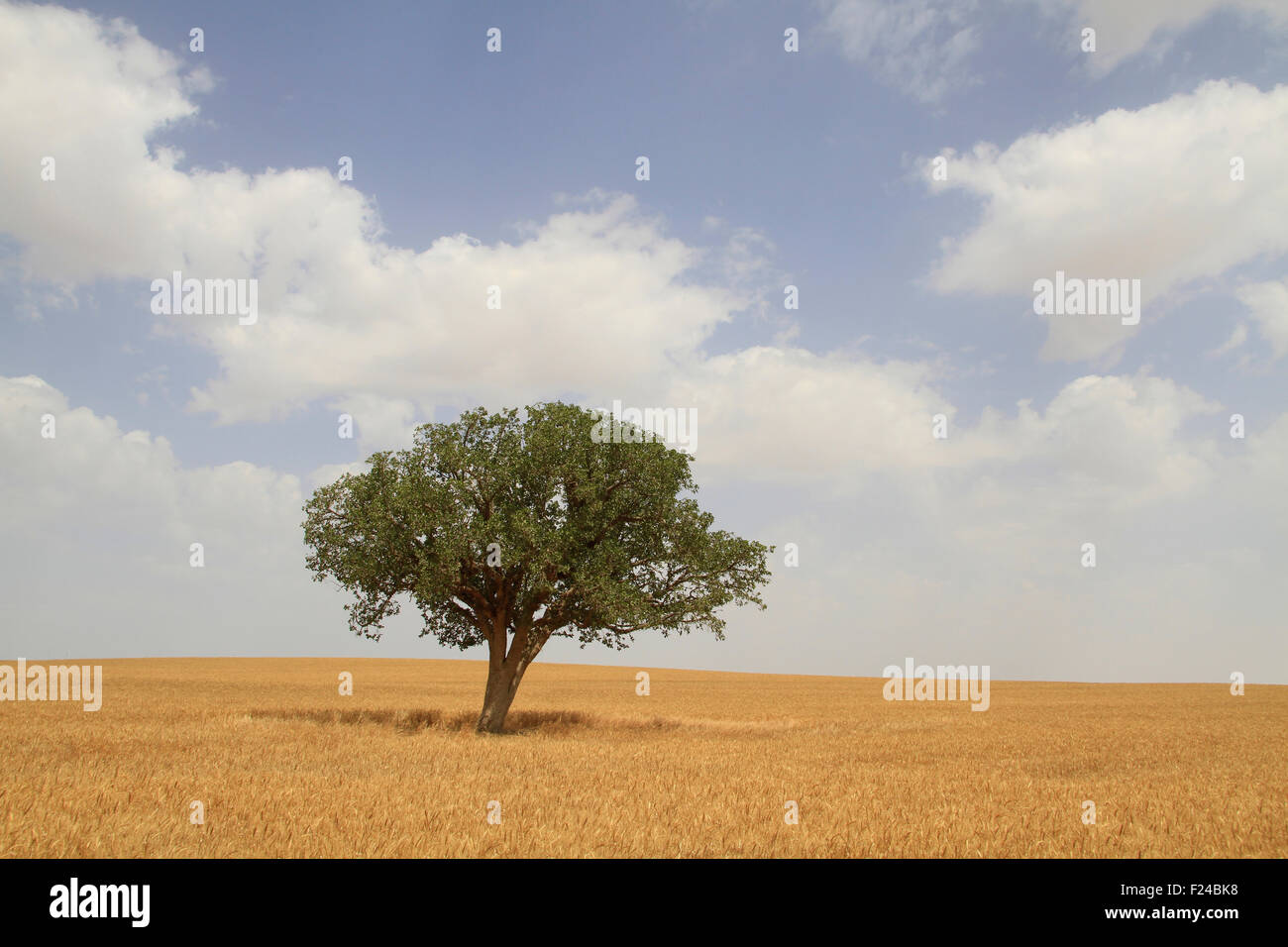 Sycamore grain hi-res stock photography and images - Alamy