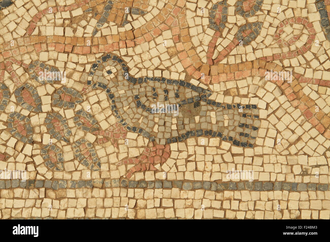 A Byzantine mosaic floor depicting a bird discovered in Beit Kama, the ...