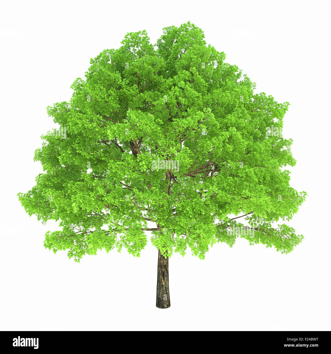 Deciduous tree isolated on white background Stock Photo - Alamy Deciduous tree isolated on white background Stock Photo - Alamy
