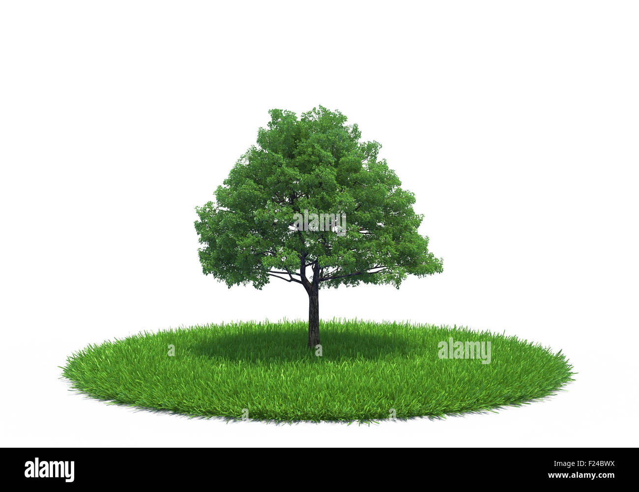 Tall standing tree Cut Out Stock Images & Pictures - Alamy