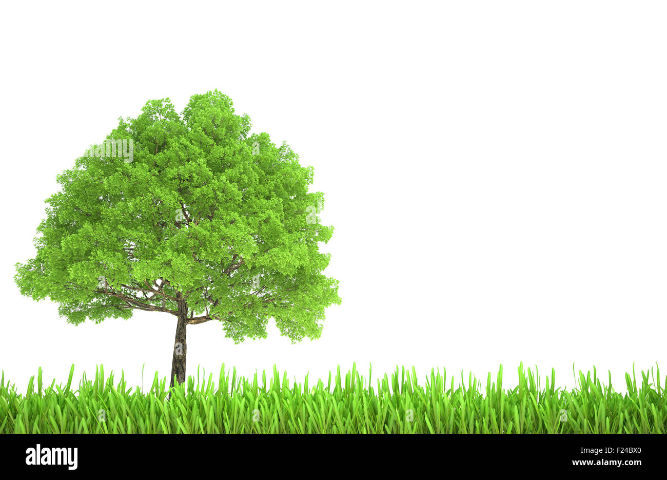 Tall Grass White Background