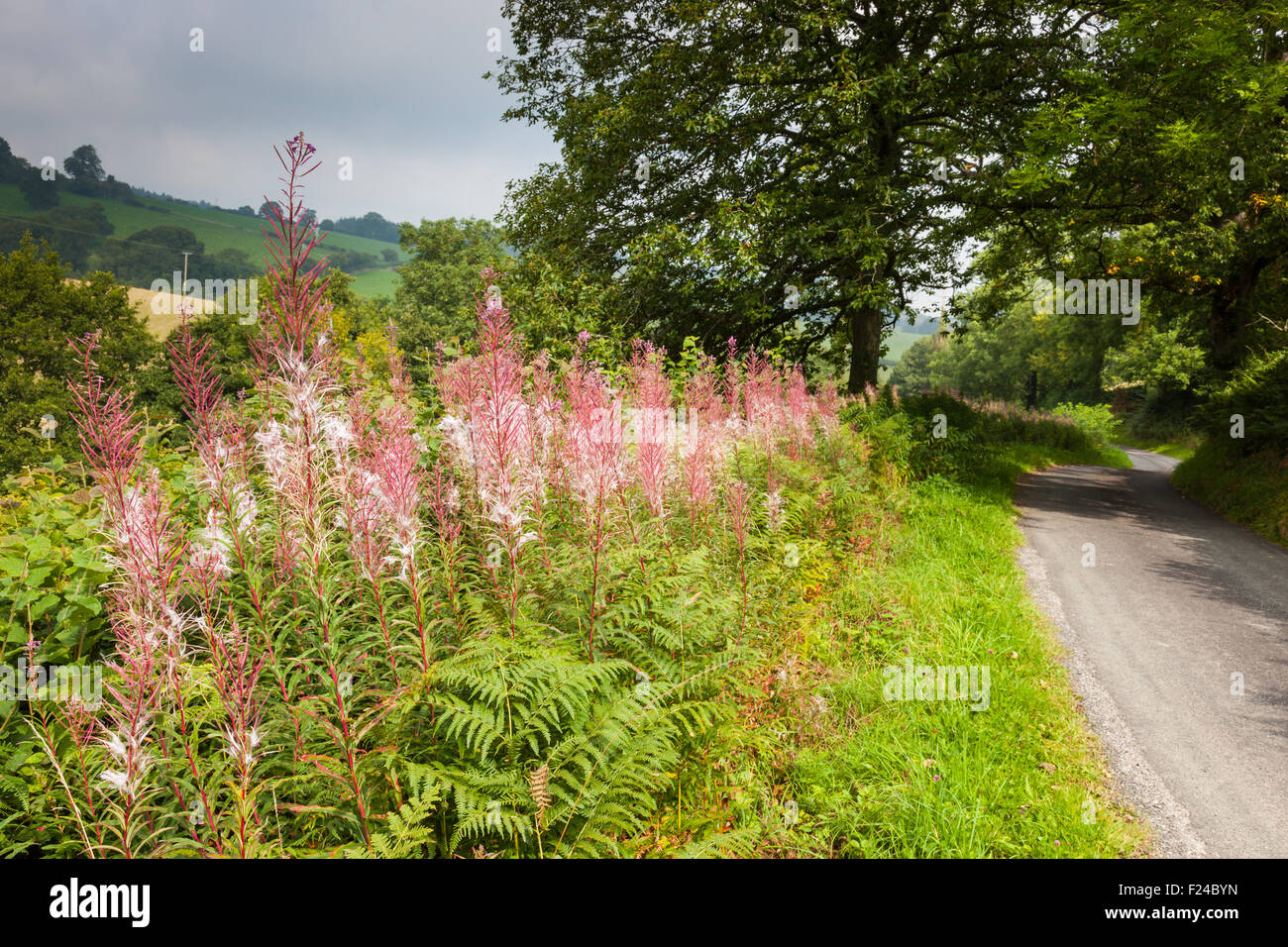 Rosebay willow herb hi-res stock photography and images - Alamy