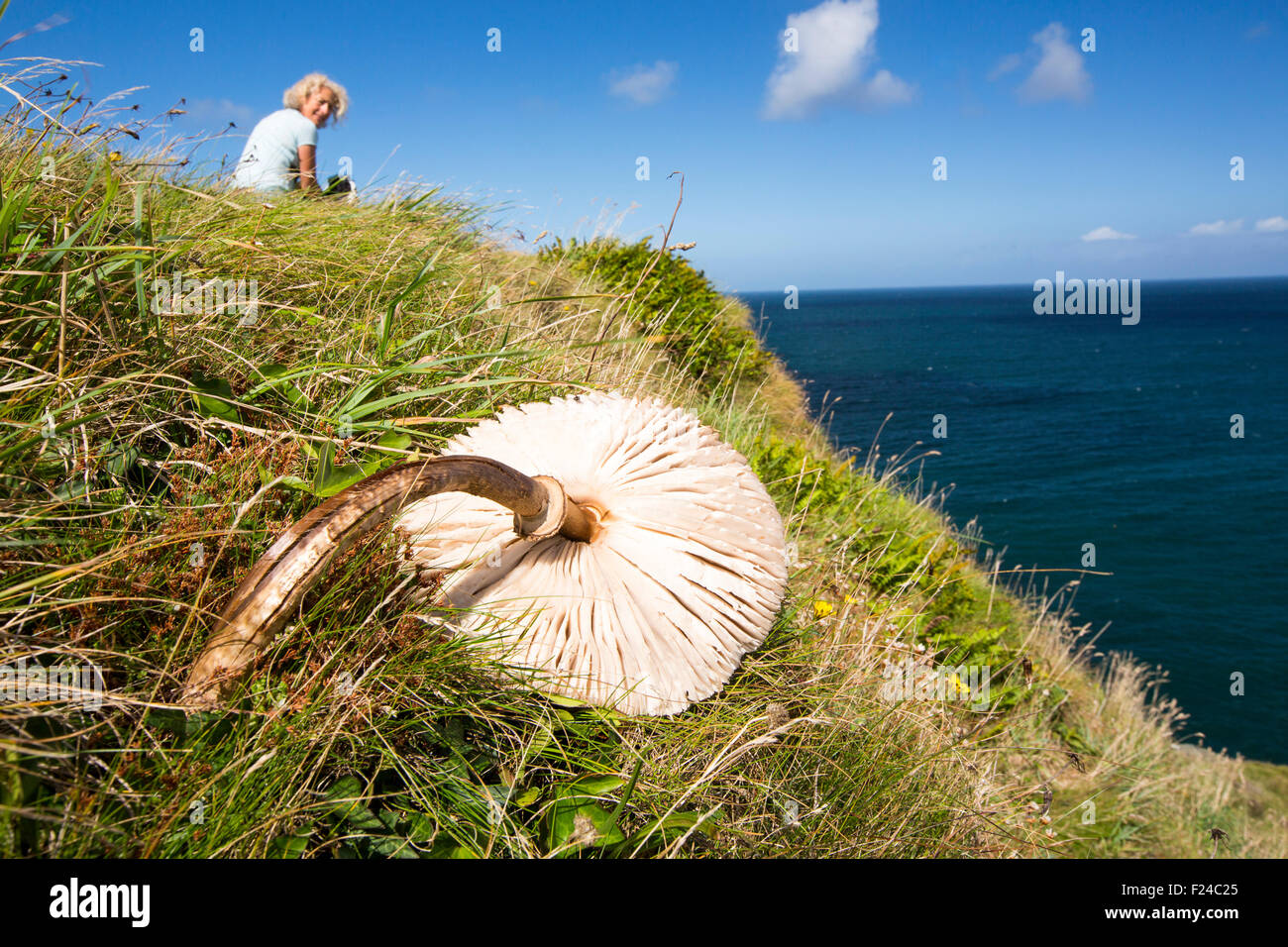 A large funghi on the coast near Port Isaac, Cornwall, UK Stock Photo ...