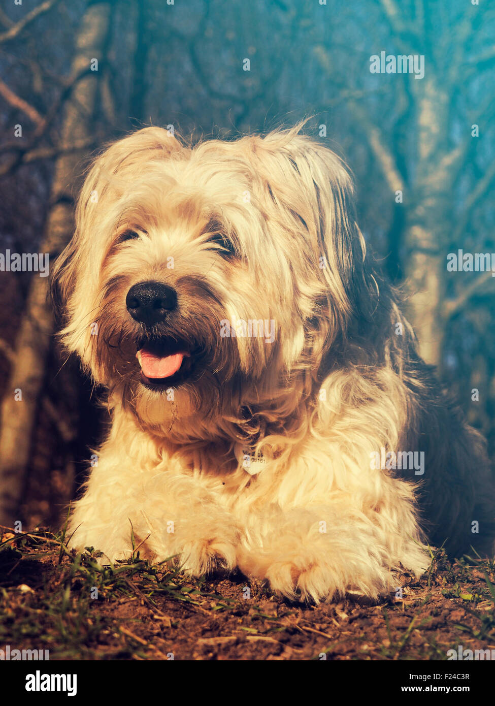 Tibetan terrier dog in the forest Stock Photo - Alamy