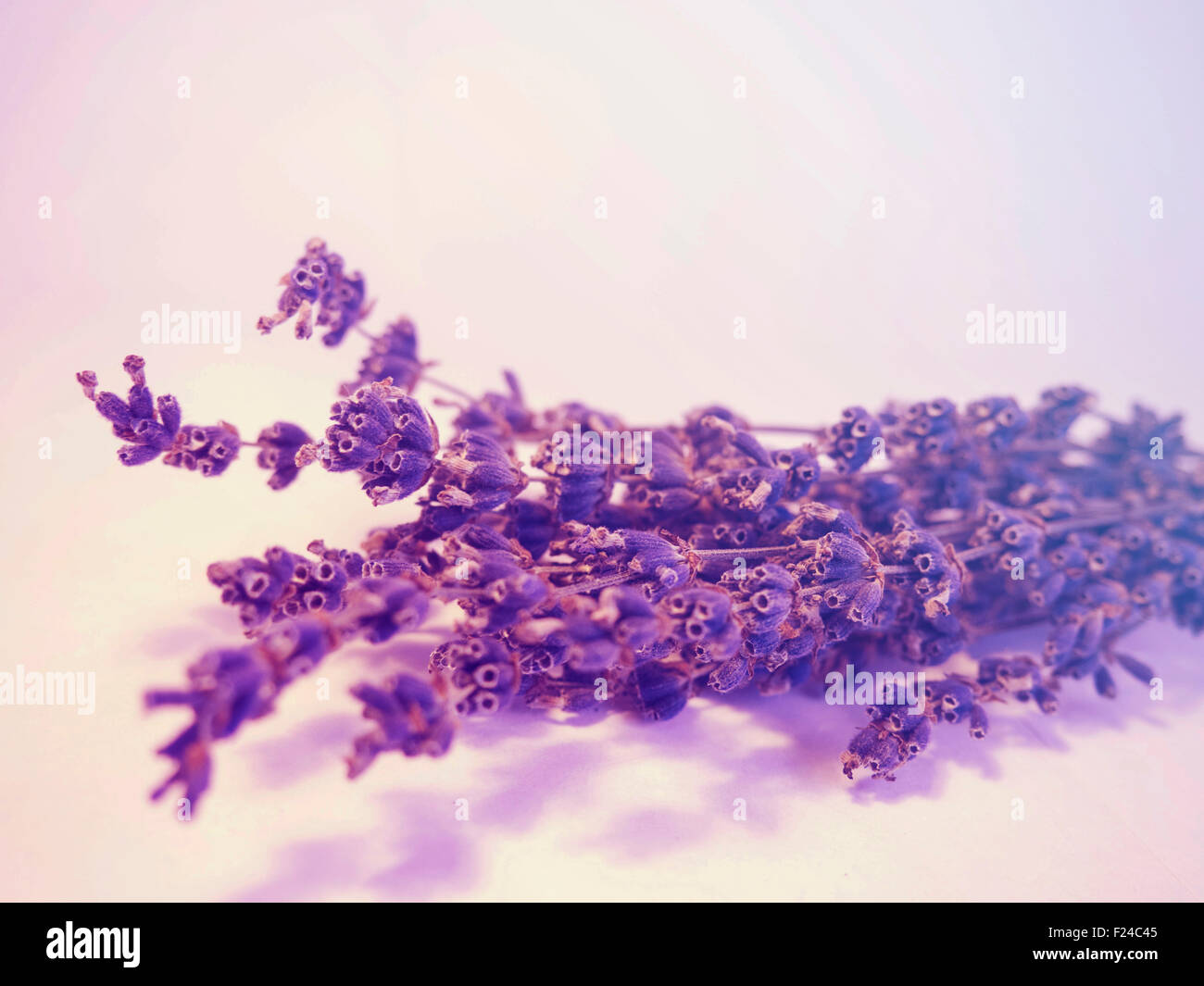 Lavender branch hi-res stock photography and images - Alamy