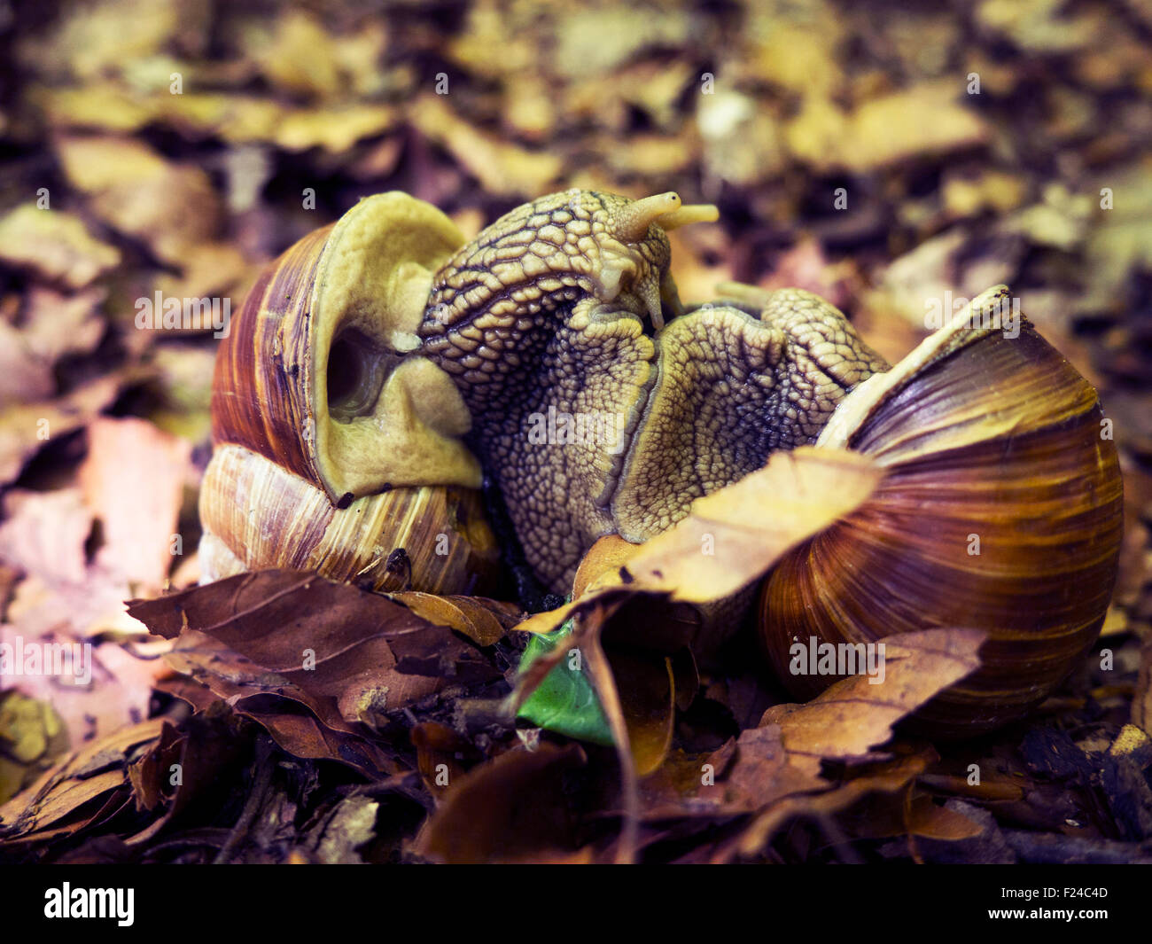 Mating snails hi-res stock photography and images - Alamy