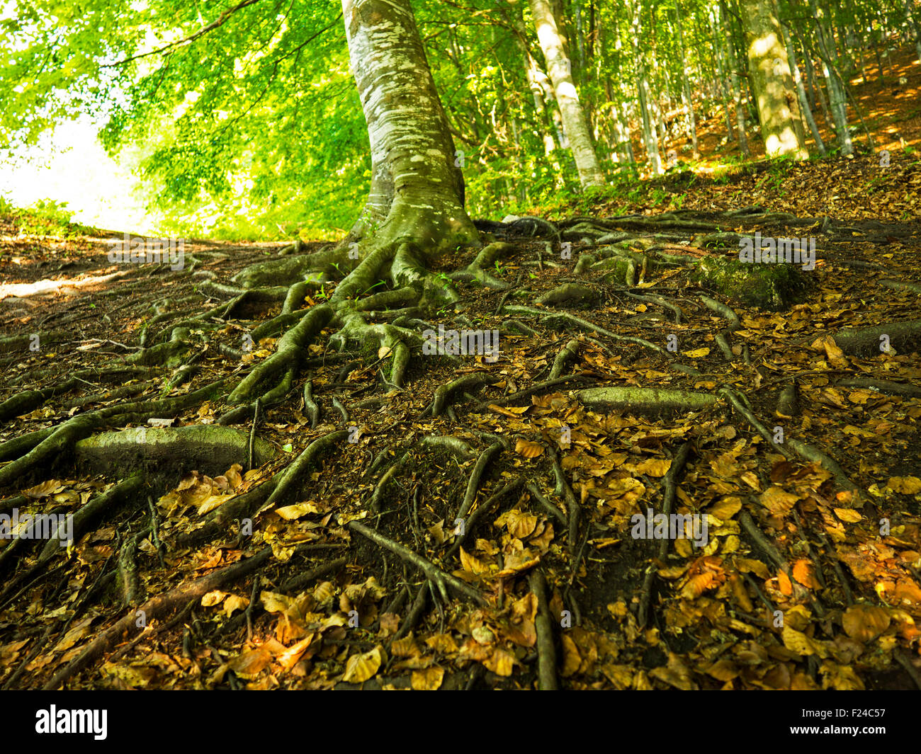 Forest connected roots hi-res stock photography and images - Alamy