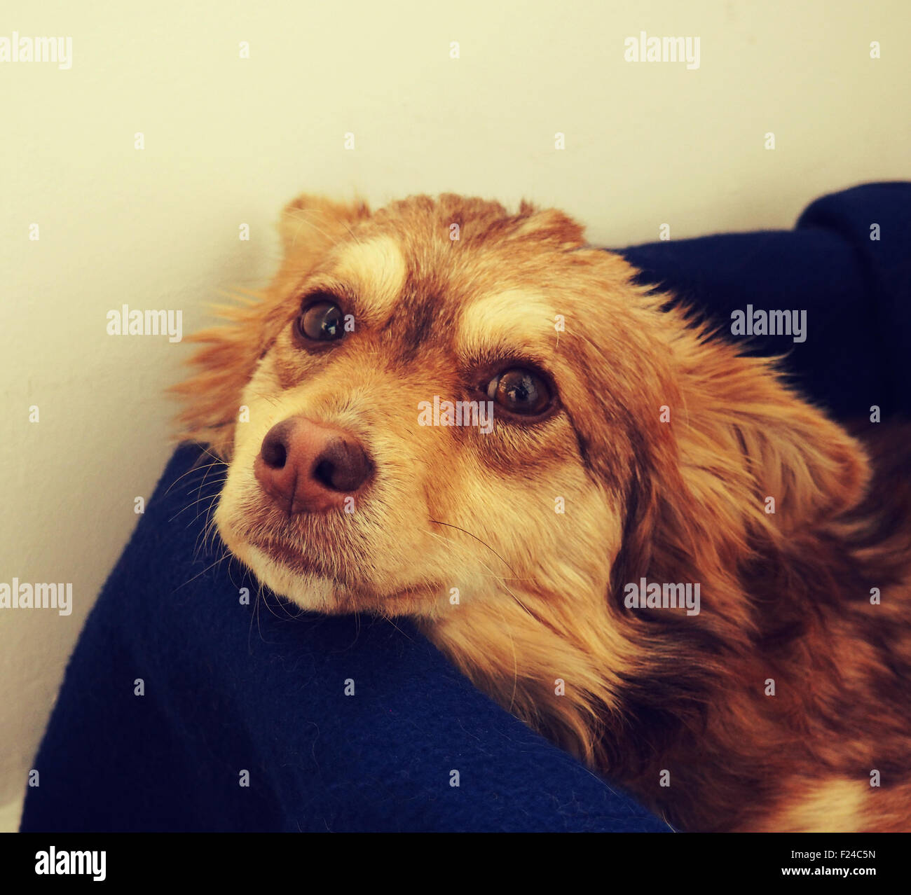 Puppy eyes hi-res stock photography and images - Alamy