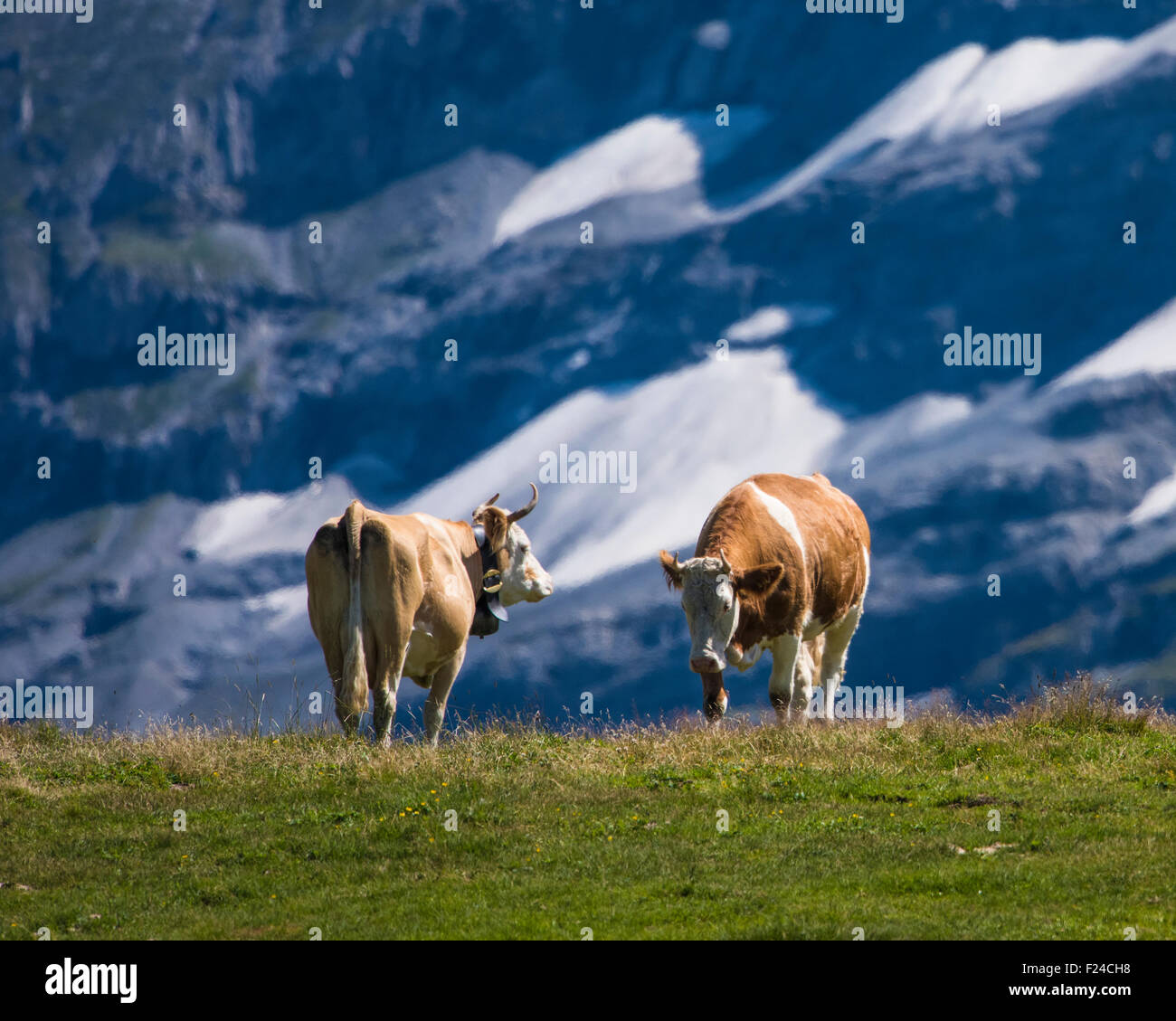 Cows in the Alps Stock Photo - Alamy
