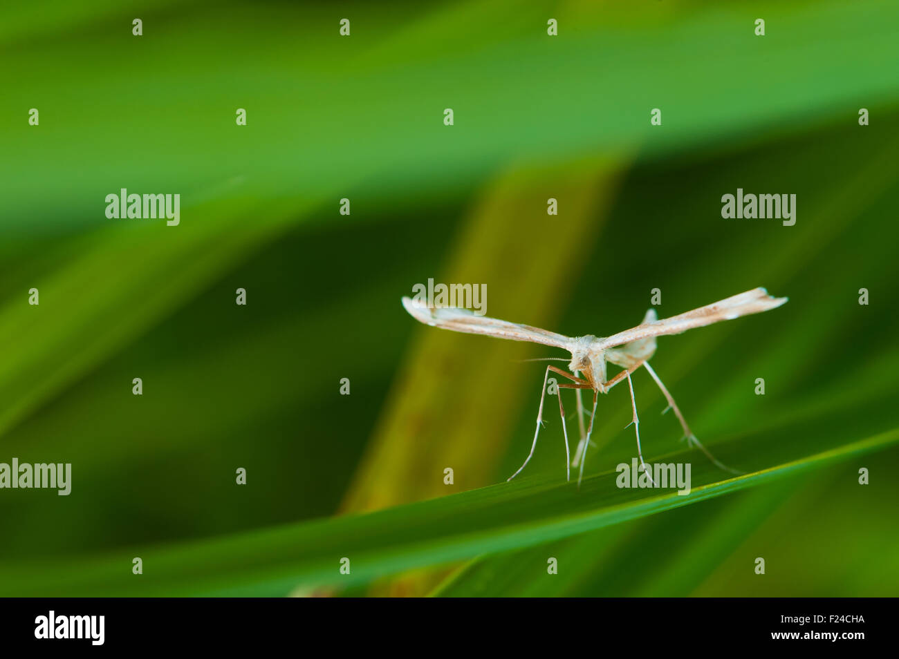 Endemic moth hi-res stock photography and images - Alamy