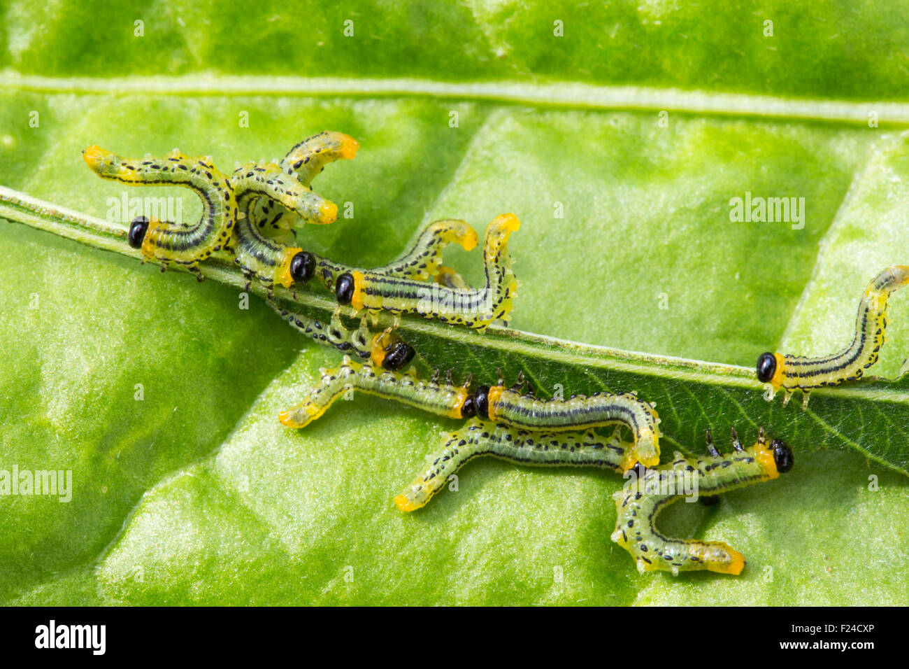 Sawfly larvae, Craesus septentrionalis consumming a willow leaf Stock ...
