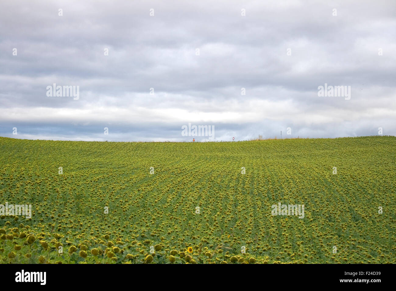 A lot of Sunflowers in spanish countryside Stock Photo - Alamy