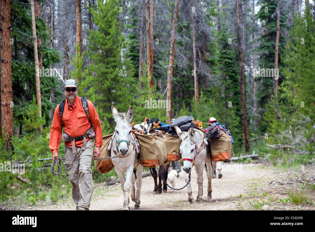 Silverthorne, Colorado - Mules carrying camping equipment in the Eagles ...