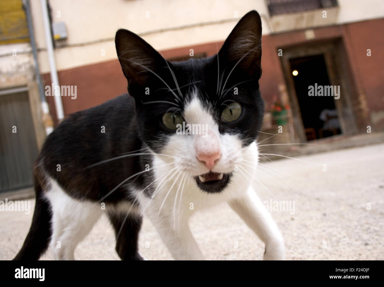 Photo of an Aggressive cat in the street Stock Photo - Alamy