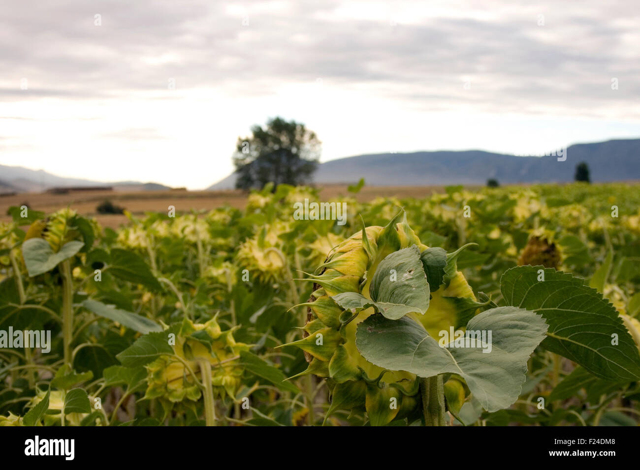 A lot of Sunflowers in spanish countryside Stock Photo - Alamy