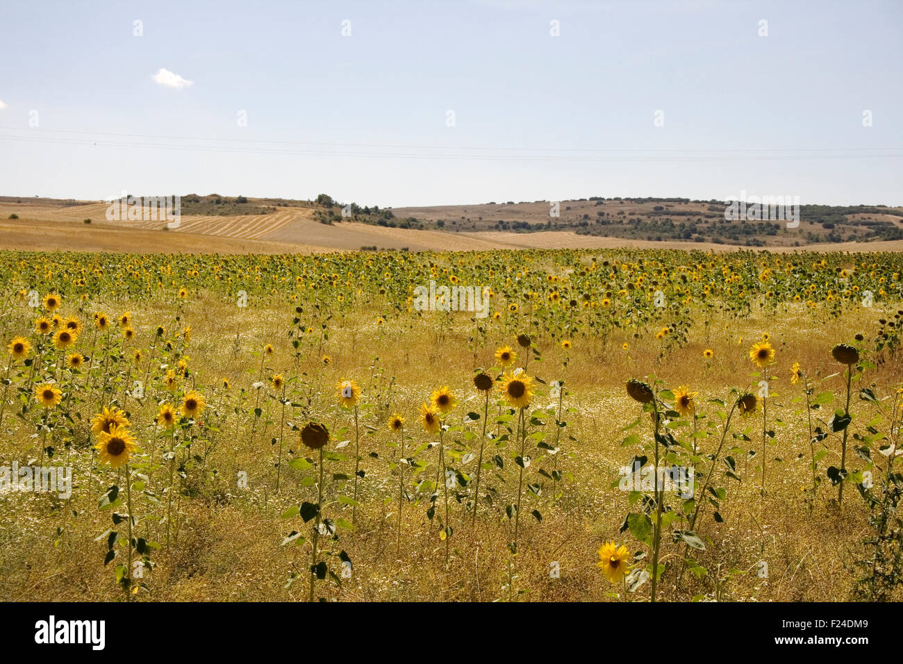 A lot of Sunflowers in spanish countryside Stock Photo - Alamy