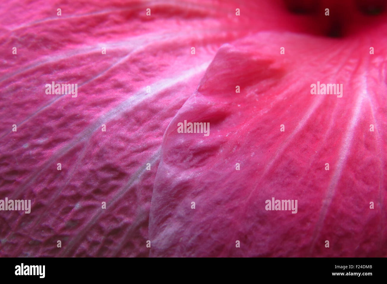 Single Flower Petal Texture